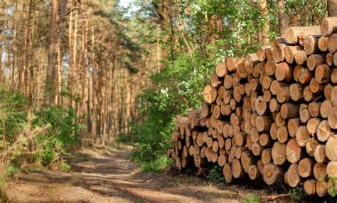 European Union Agrees Law To Fight Global Deforestation And Forest