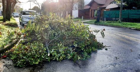 Restos de poda hojas y lluvia torrencial el combo que inundó las