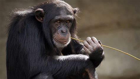 Os 15 Animais Mais Inteligentes Do Mundo Habilidades E Curiosidades