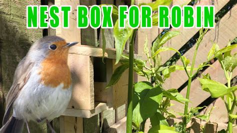 Where Is The Best Place To Put A Robin Box