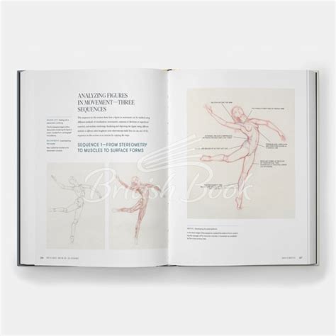 Книга Dynamic Human Anatomy An Artist s Guide to Structure Gesture