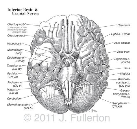 Inferior Brain Neuro Neurology Brain