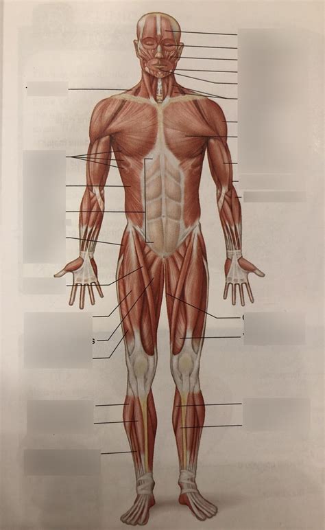 Anterior Superficial Muscles Of Whole Body Diagram Quizlet