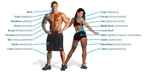Muscle Groups Explained Here Natural Health News