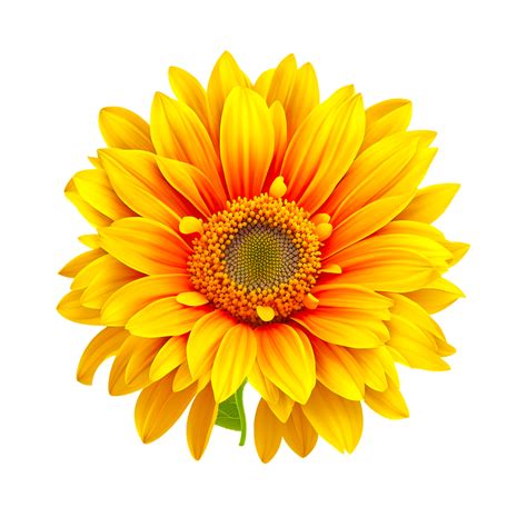 Cartoon Sunflower Free Icon Png