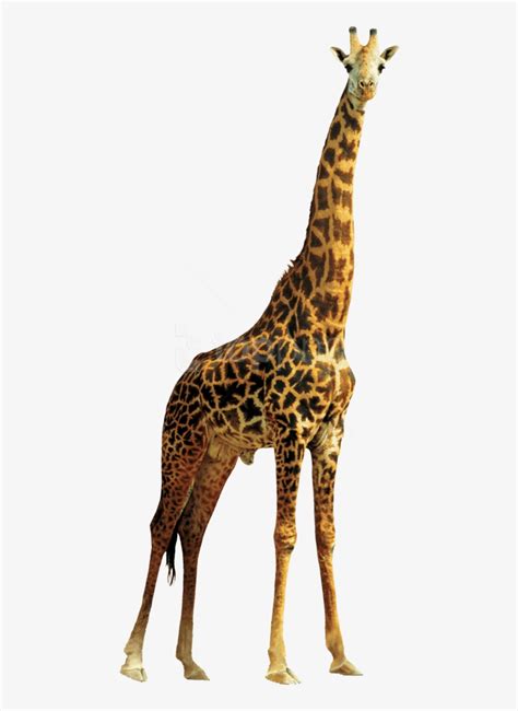Detail Giraffe Png Transparent Koleksi Nomer 19