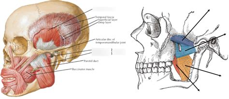 Medial Pterygoid Actions Attachments Teachmeanatomy Off