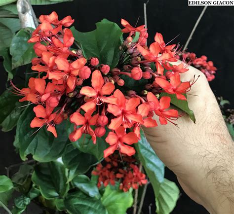 Viveiro Ciprest Plantas Nativas e Exóticas Clerodendro Vermelho
