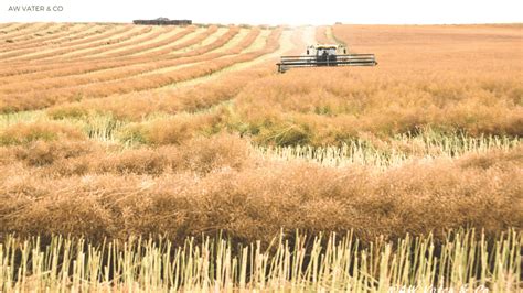 Our Top Tips For Harvesting Canola Aw Vater