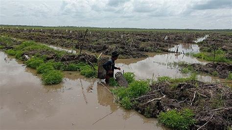 Masuk Cuaca Ekstrem Panas Pemkab Mesuji Klaim Lahan Gambut Setempat