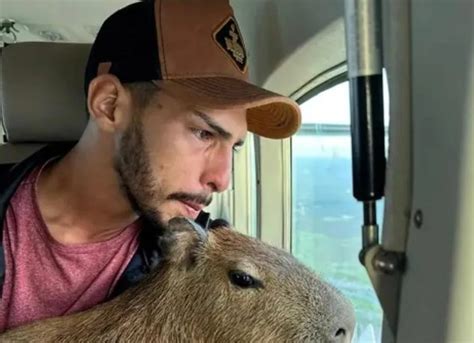 Capivara Filó influencer se despede e entrega animal ao Ibama em