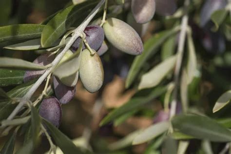 Detail Of Olive Tree Branch With Fruits And Leaves Stock Image