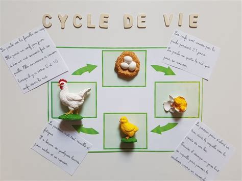 Cycle de vie d une poule Poule Activite enfant Activité maternelle