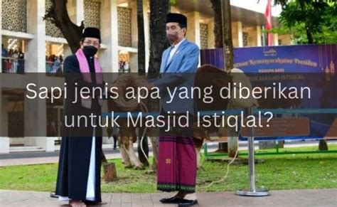 Quiz Tebak Jenis Dan Kriteria Sapi Kurban Presiden Jokowi
