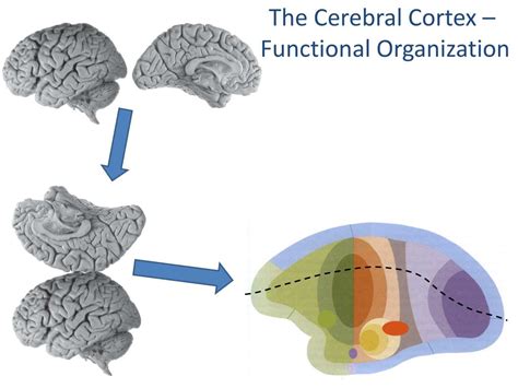 PPT Telencephalon Cerebral Cortex Gross Anatomy PowerPoint