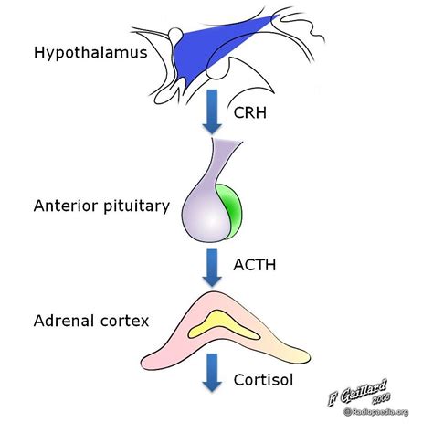 Hypothalamus And Pituitary Gland Axis
