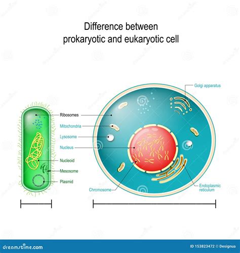 Prokaryote Vs Eukaryote Differences Between Prokaryotic And Eukaryotic