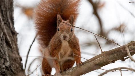Os 15 Animais Mais Inteligentes Do Mundo Habilidades E Curiosidades