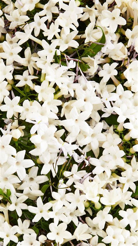 Jasmine Flower K Mobile Wallpapers Wallpaper Cave