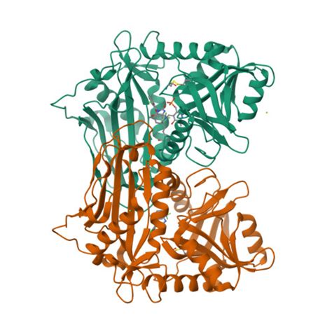 Rcsb Pdb Nya Crystal Structure Of Human Cytosolic Branched Chain