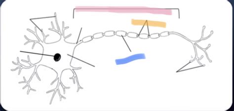 Anatomy Lab Nervous System Flashcards Quizlet