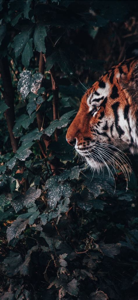 Tiger IPhone HD Wallpapers Wallpaper Cave