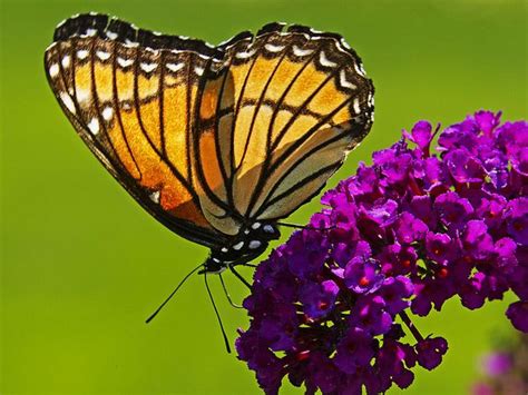 Quiz Will These Monarch Look Alikes Fool You Monarch Monarch