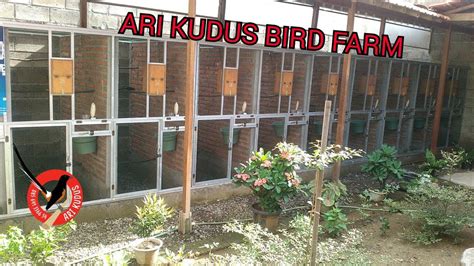 Penangkaran Murai Batu White Rumped Shama ARI KUDUS BIRD FARM