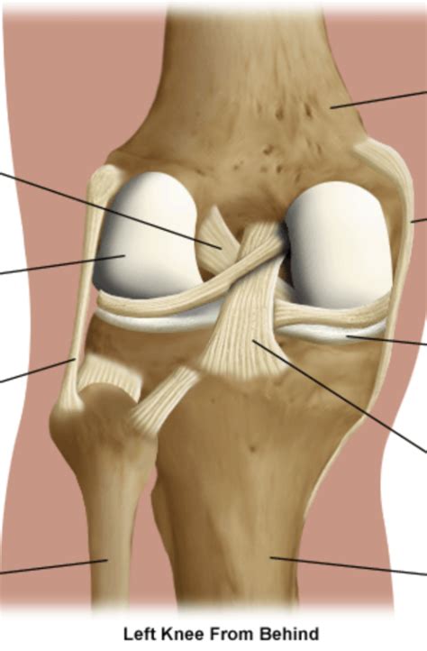 Ligaments Of The Knee Posterior View Diagram Quizlet