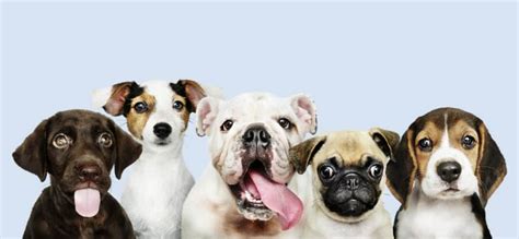 As 10 raças de cachorro mais populares no Brasil