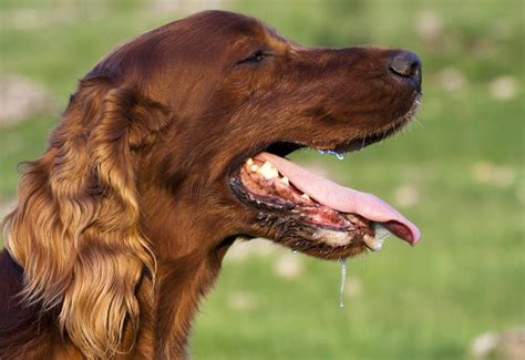 Golpe de calor en perros Síntomas qué hacer y tratamiento