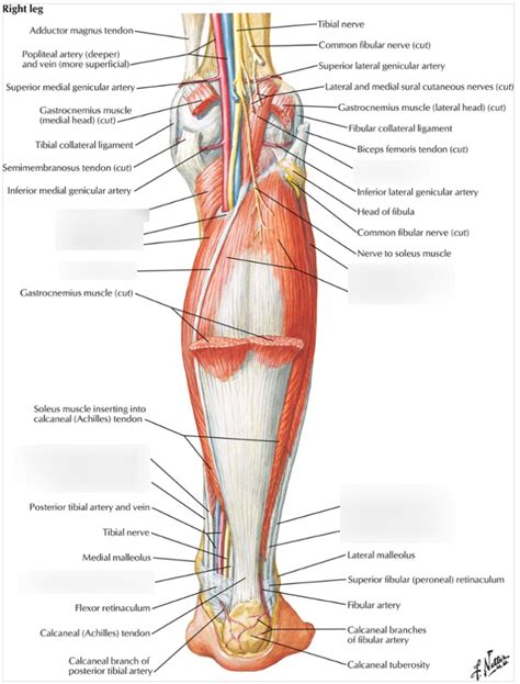 Muscles Of Leg Intermediate Dissection Posterior View Diagram Quizlet