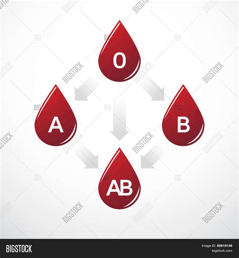 Simple Diagram Blood Vector Photo Free Trial Bigstock