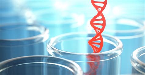 Dna Extraction Using Phenol Chloroform