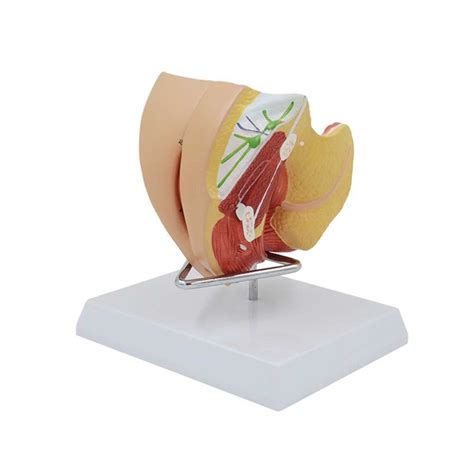Buy Zdlzdg Female Uterus Model Ovary Vagina Female Inside And Outside Reproductive Officer Model