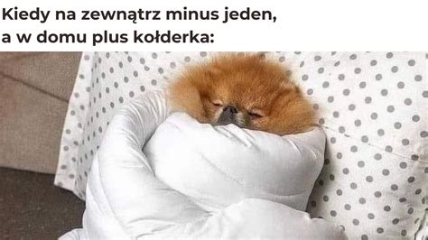 Dzienna Dawka Mem W Polskie Memy Memy Po Polsku Youtube