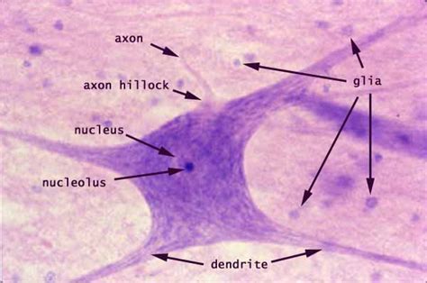 Motor Neuron Slide Labeled Glial Cells