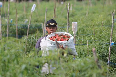 HARGA CABAI MERAH TINGKAT PETANI TURUN DI ACEH ANTARA Foto