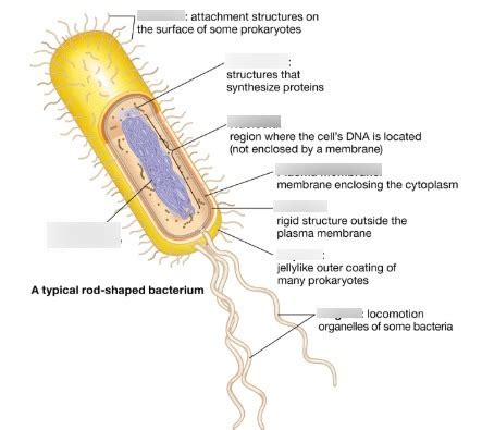 Prokaryotic Cell Structure Diagram Quizlet
