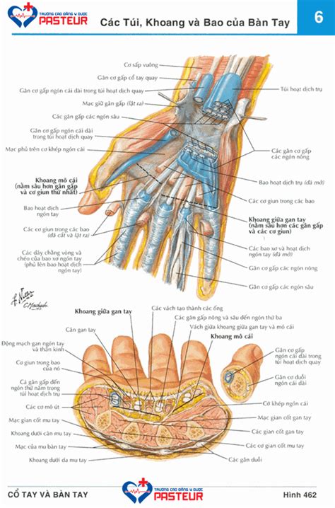 Y học cơ sở Atlas giải phẫu chi trên bản đầy đủ