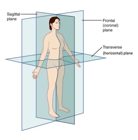 A P Lab Practical 1 Review Flashcards Quizlet