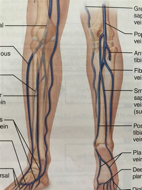 Veins Of Lower Limb Diagram Quizlet