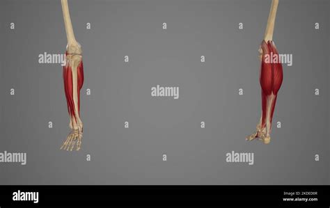 Anterior view of the muscles Banque de photographies et dimages à