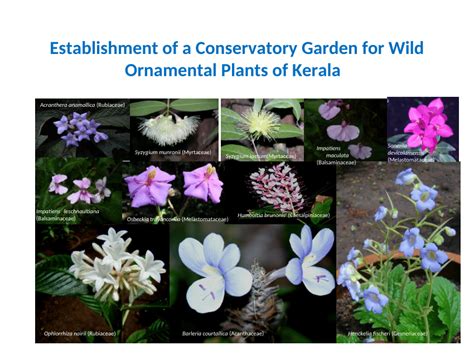 PDF Establishment Of A Conservatory Garden For Wild Ornamental Plants