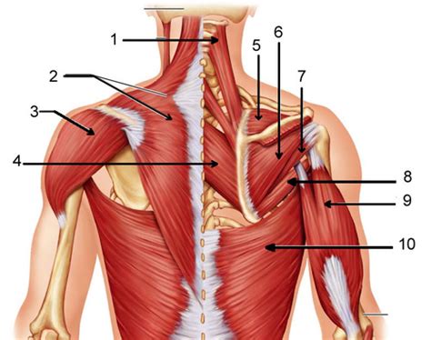 Muscles Of The Back Flashcards Quizlet