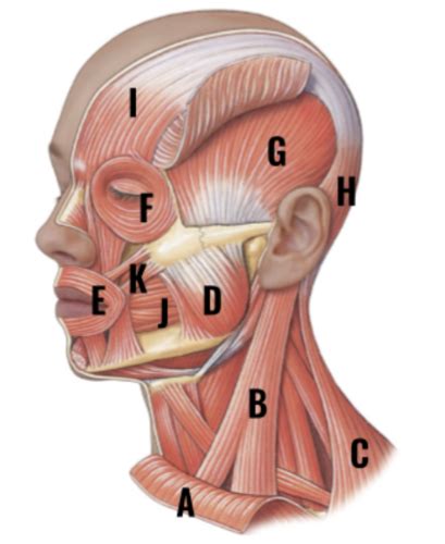 Head Neck Flashcards Quizlet