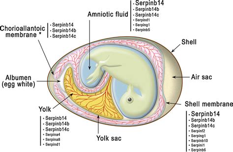 egg cell labeled diagram