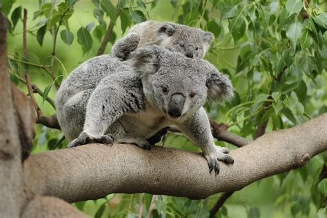 Koala Steckbrief Ernährung Lebensweise