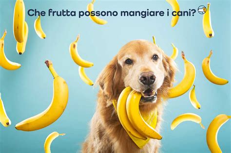 Quale Frutta Possono Mangiare I Cani Una Guida Dalla A Alla Z Khani It