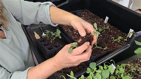 16 Beginning Gardener Series How To Transplant Seedlings Into Larger